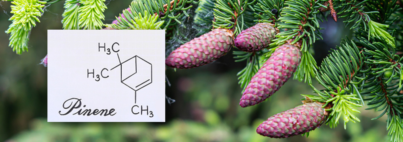 What Is Pinene? - Cibdol